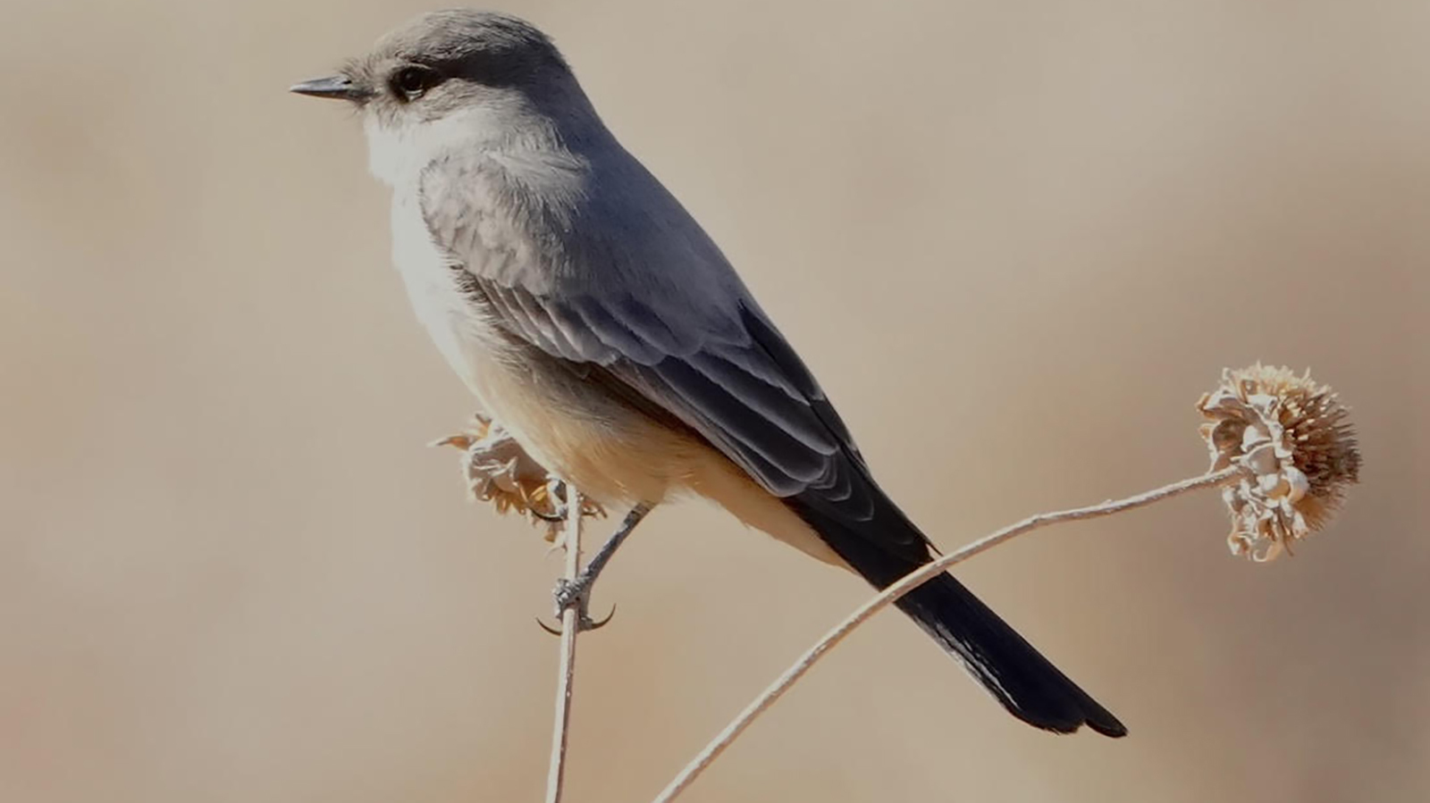 Wyoming Birders Live For Spring, And Spotting Something Rare Or ...