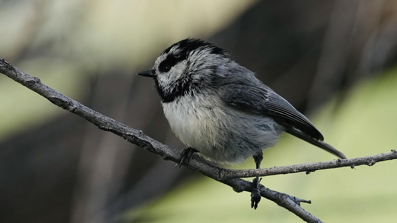 Wyoming Birders Live For Spring, And Spotting Something Rare Or ...