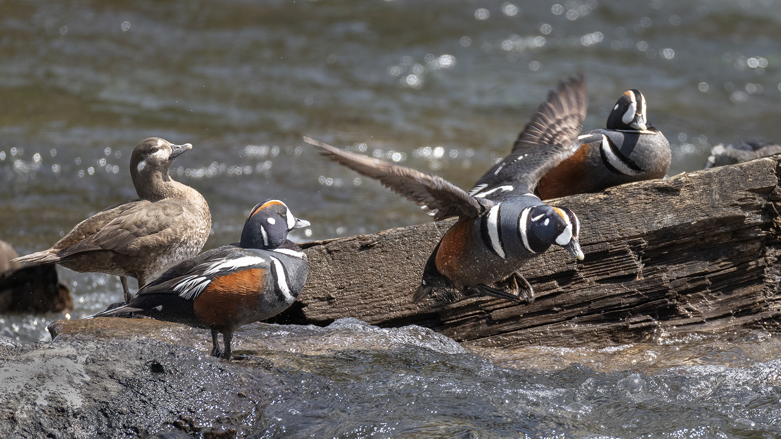 Wyoming Birders Live For Spring, And Spotting Something Rare Or ...