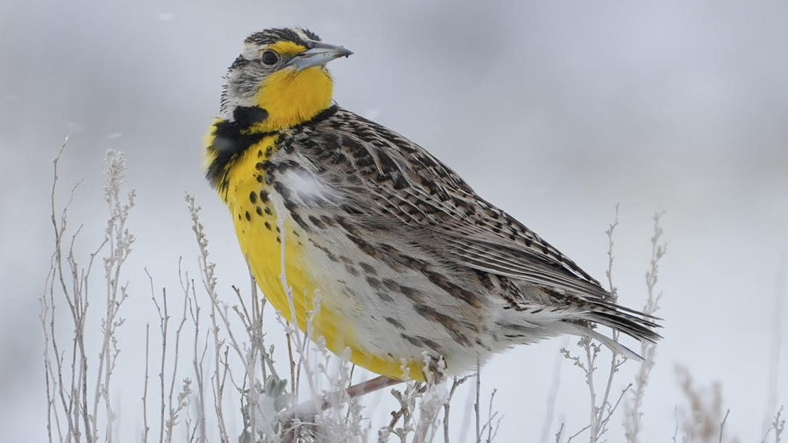 Wyoming Birders Live For Spring, And Spotting Something Rare Or ...