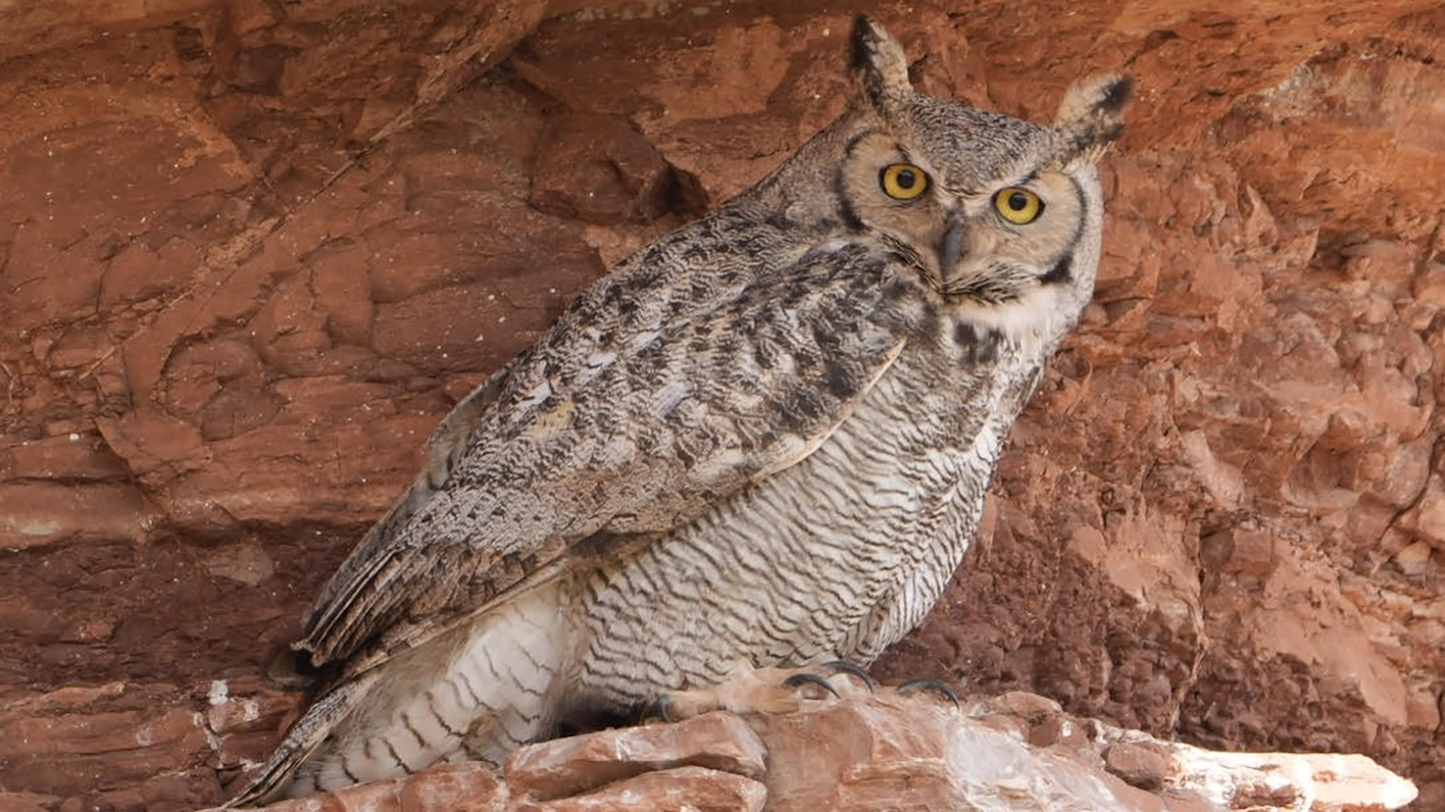 Wyoming Birders Live For Spring, And Spotting Something Rare Or ...