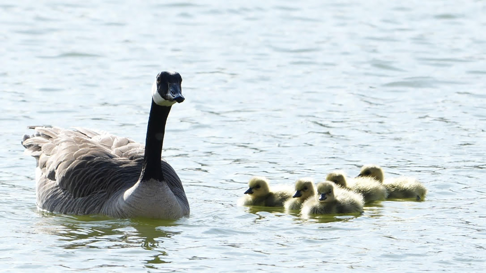 Wyoming Birders Live For Spring, And Spotting Something Rare Or ...