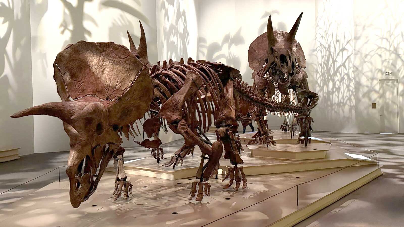 Giant Wyoming Dinosaurs Are The Stars Of New Abu Dhabi Natural History ...
