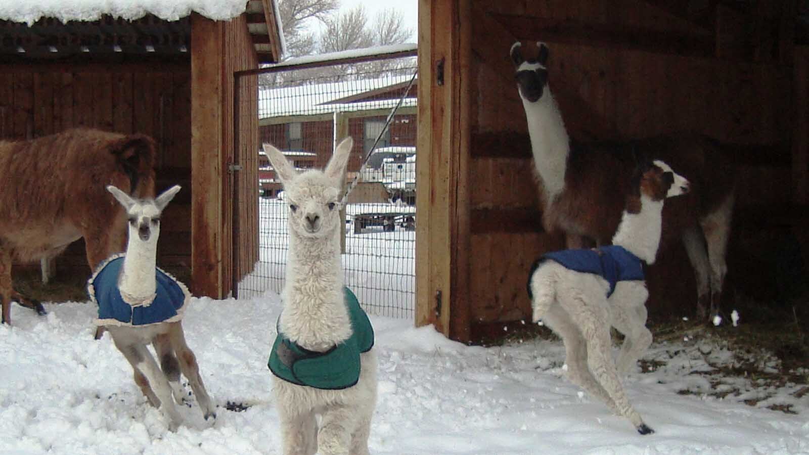 Wyoming Man Donates Llama Ranch As Sanctuary For Veterans, First ...