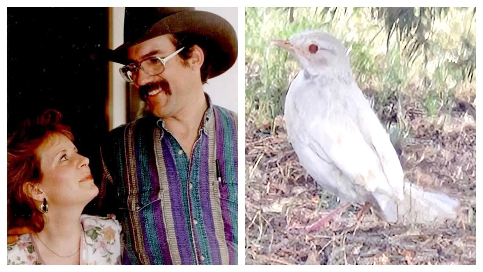Rare 1-In-30,000 Albino Robin Hangs Out In Yard Of Cheyenne-Area Couple ...
