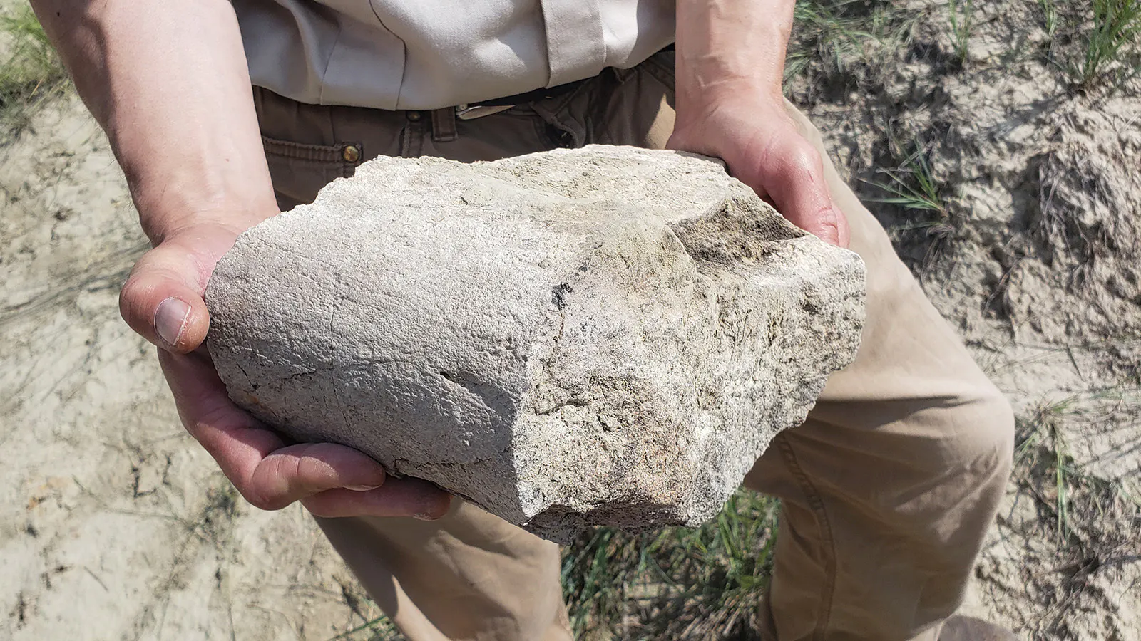 Who Really Ruled The Jurassic: Gearing Up For A Bigger Dinosaur Hunt In ...