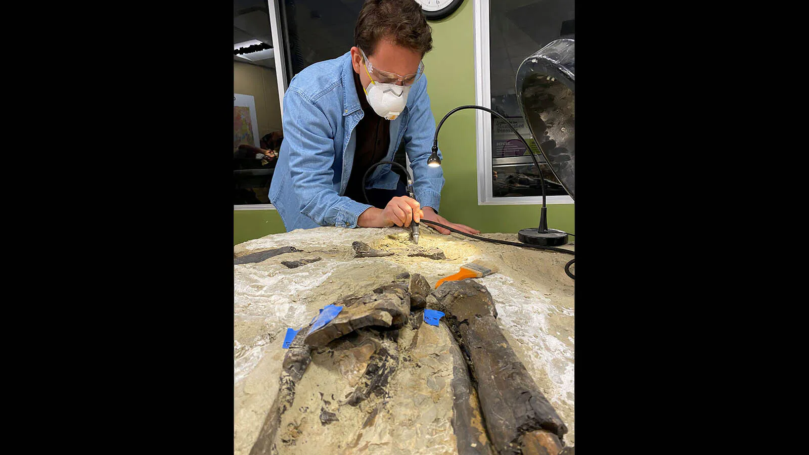 Dinosaur World Thrilled Over Allosaurus Found In Wyoming’s Jurassic ...