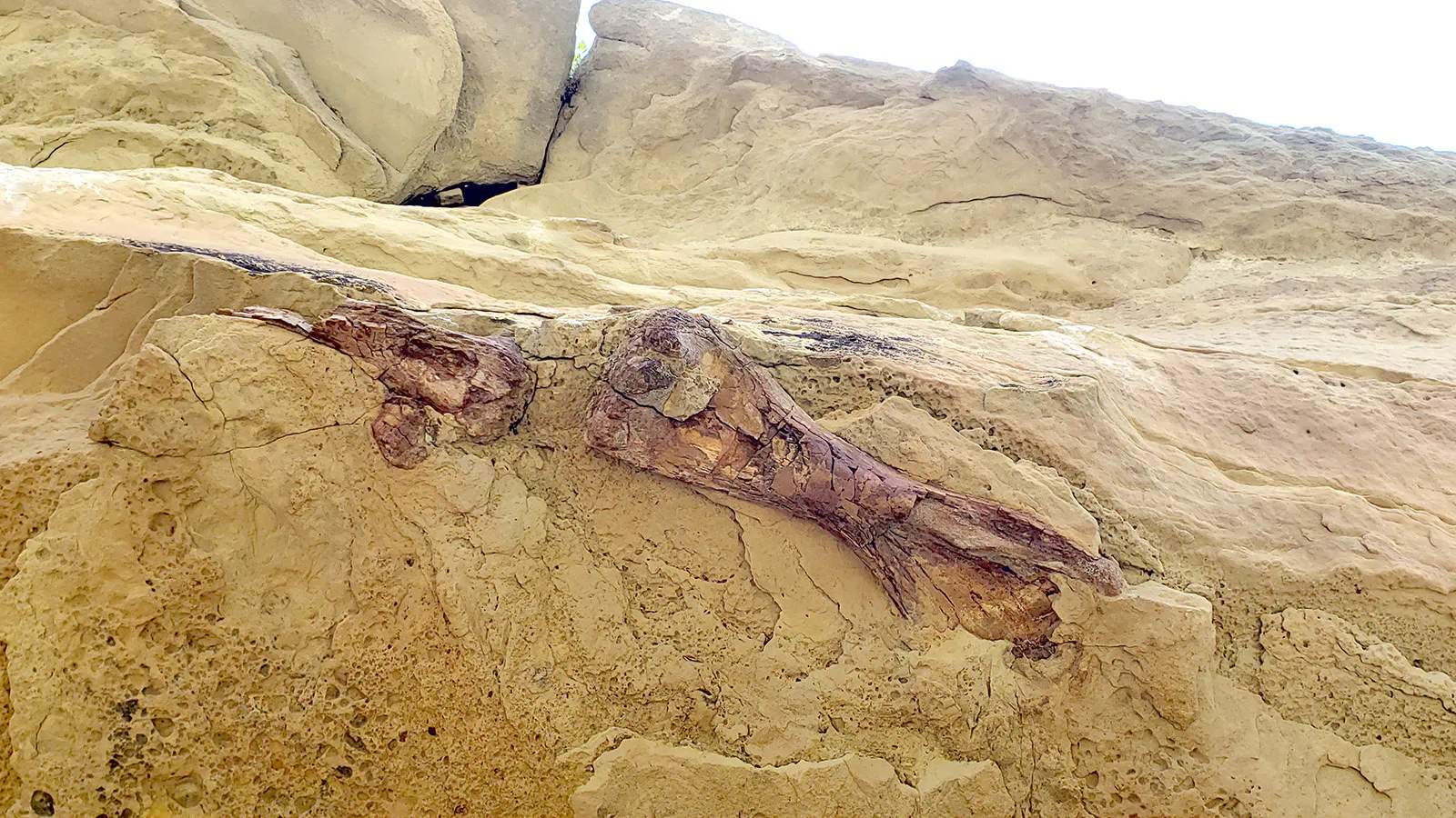 Who Really Ruled The Jurassic: Gearing Up For A Bigger Dinosaur Hunt In ...
