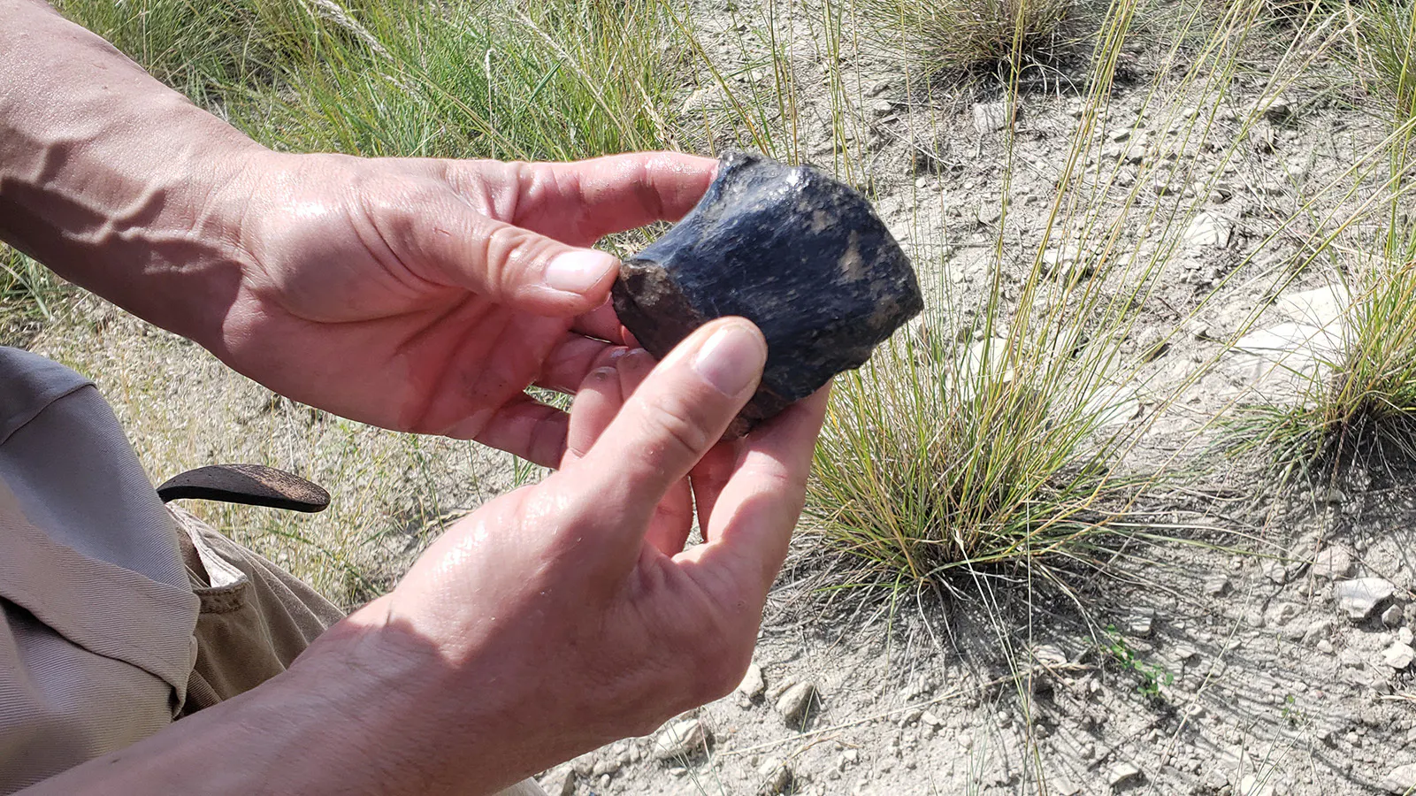 Who Really Ruled The Jurassic: Gearing Up For A Bigger Dinosaur Hunt In ...