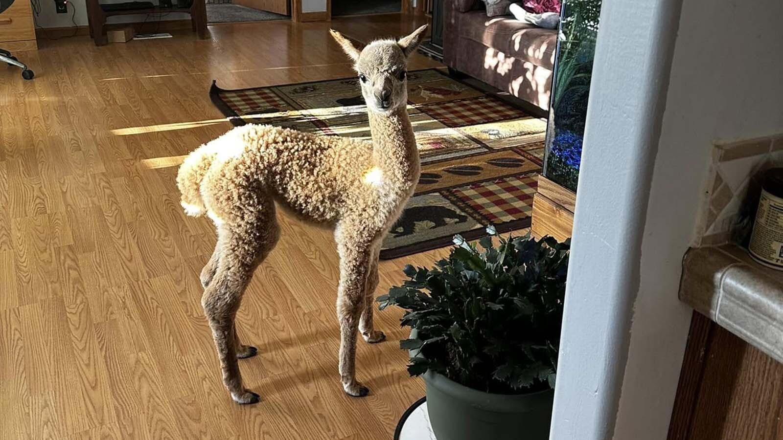 Spitting, Kicking And Screaming — It’s Shearing Day At Gillette Alpaca ...
