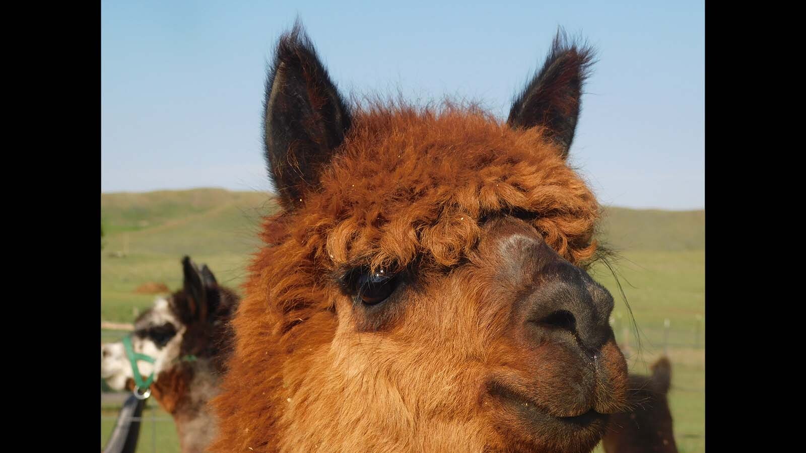 Spitting, Kicking And Screaming — It’s Shearing Day At Gillette Alpaca ...