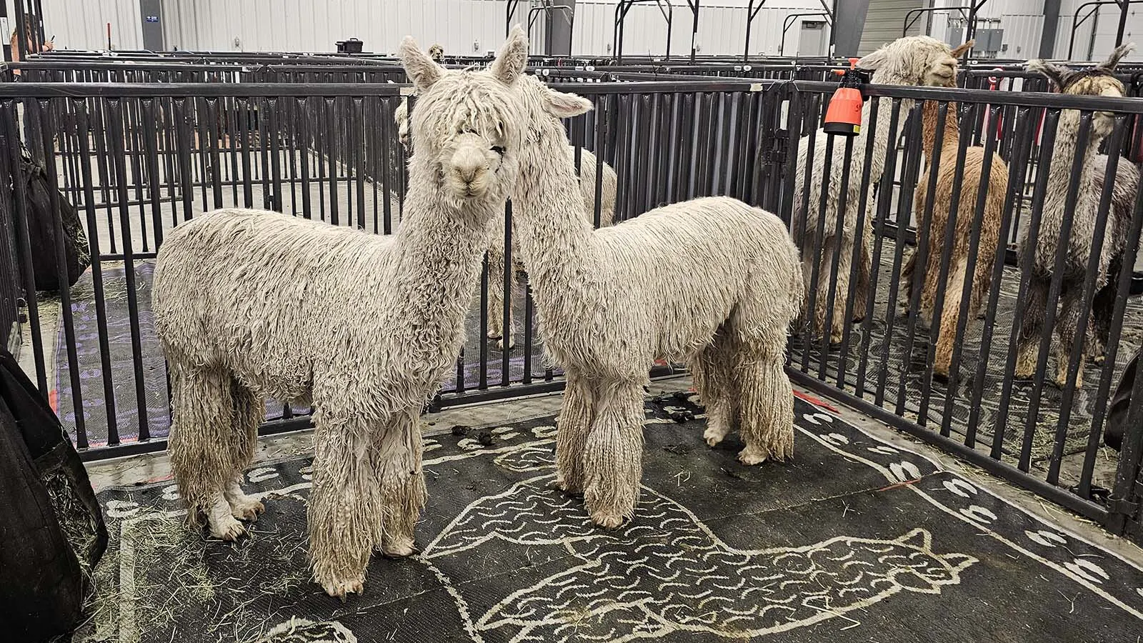 Why Alpacas Are So Popular In The Rocky Mountains | Cowboy State Daily