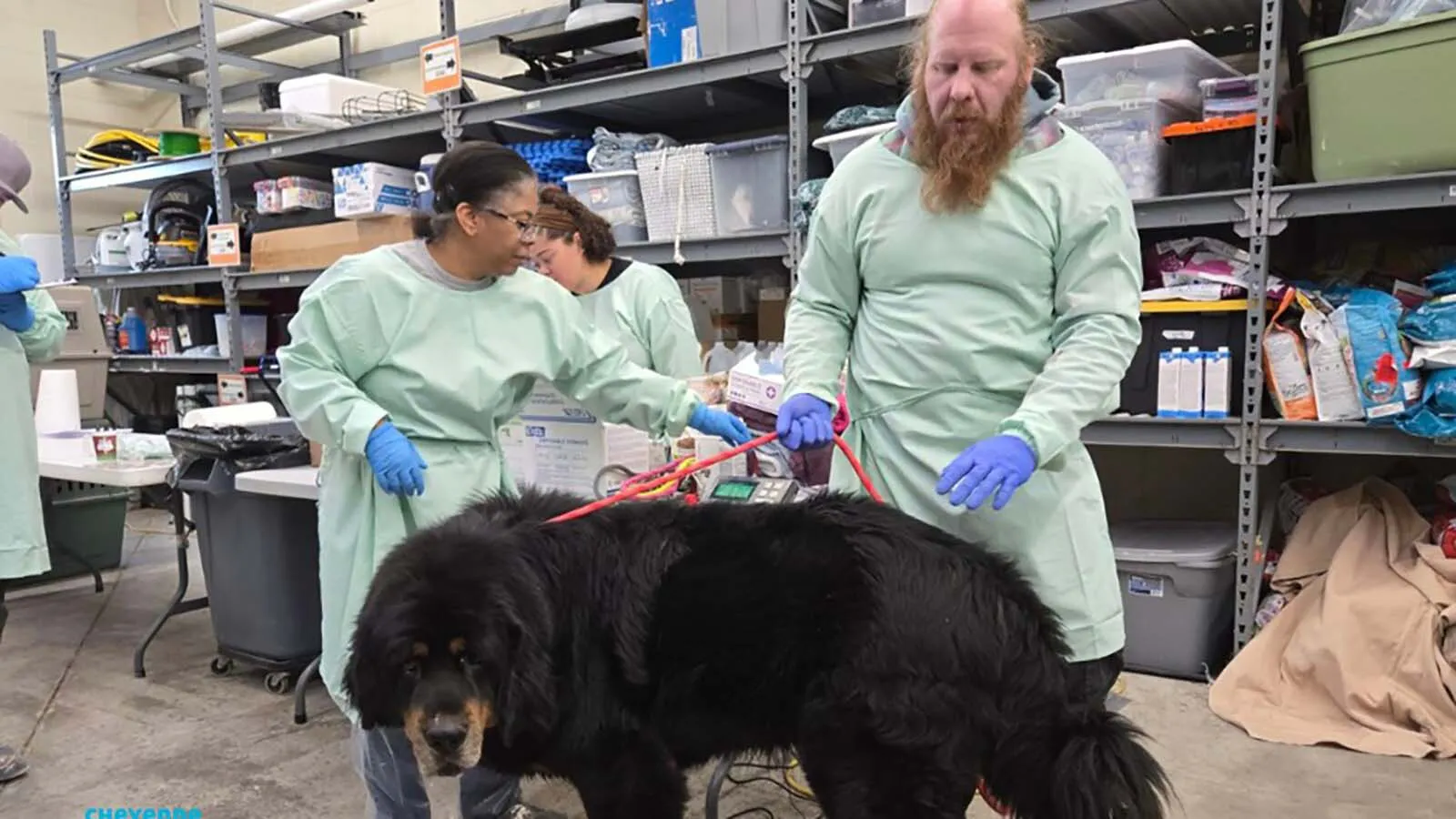 Cheyenne Animal Shelter Scrambling After Saving More Than 100 Pets From ...