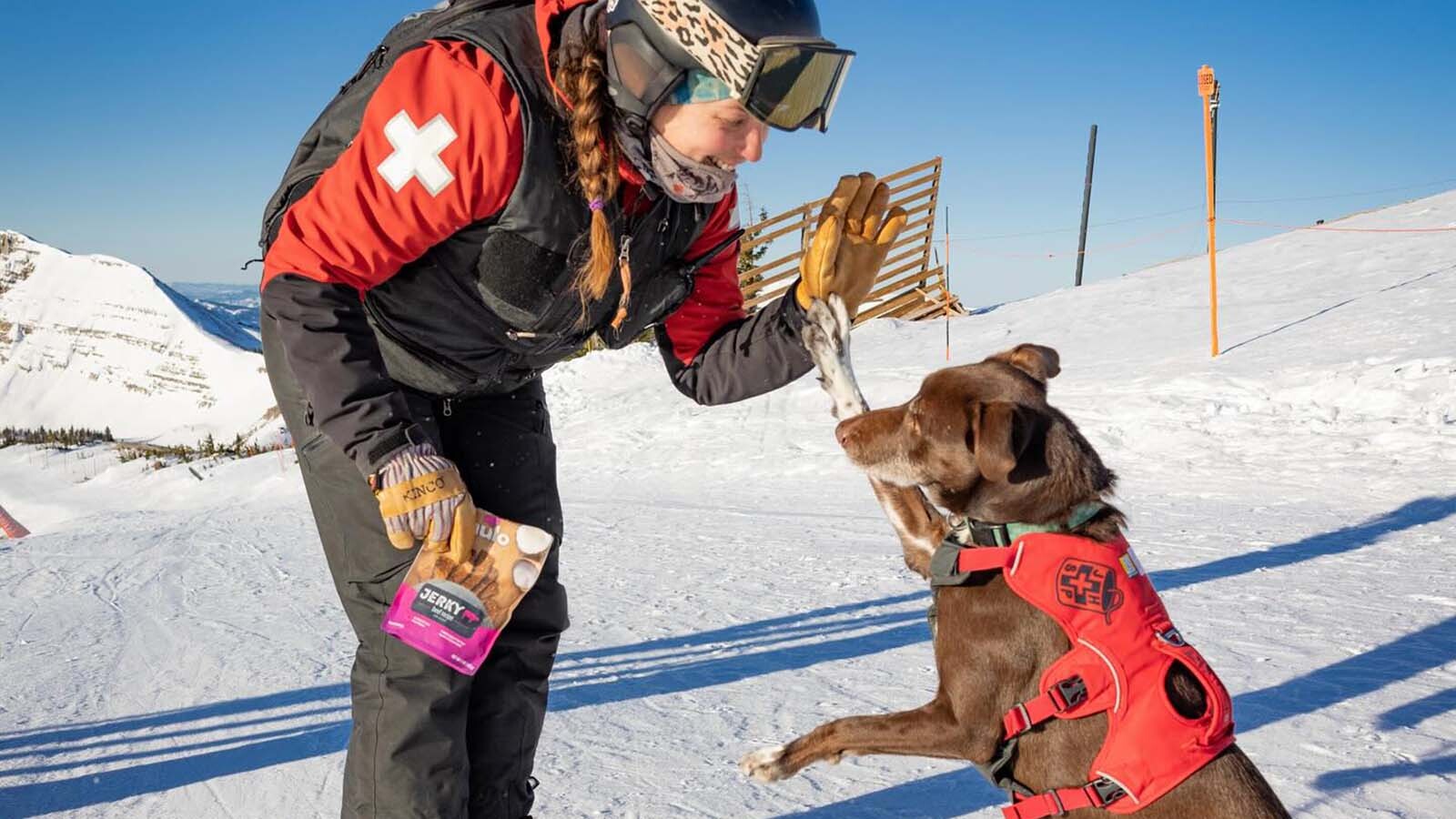 Meet Jackson Hole Mountain Resort’s Elite Life-Saving Avalanche Dogs ...