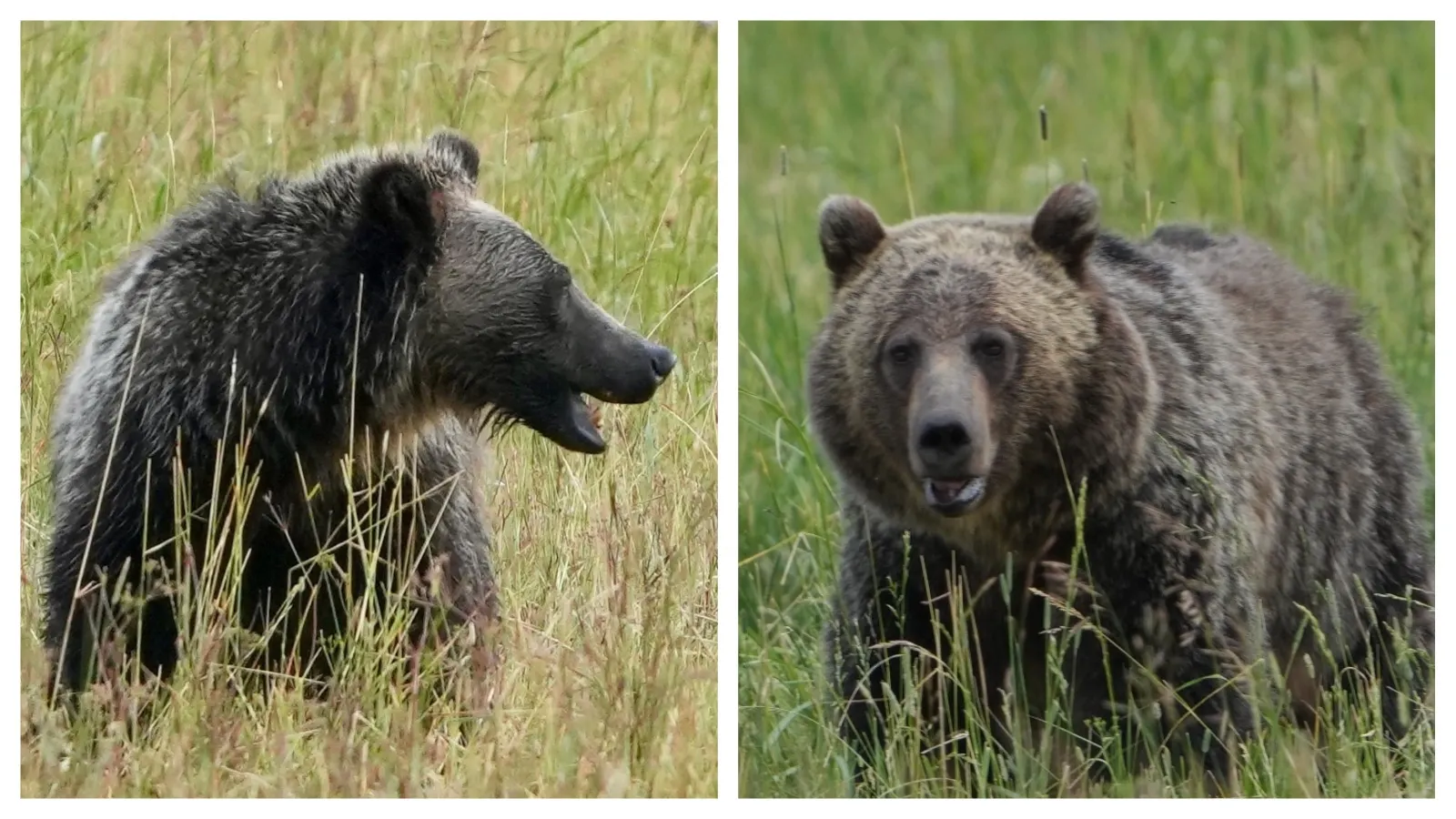 More Grizzlies Than Ever Are Showing Up On The B Bar Ranch | Cowboy ...