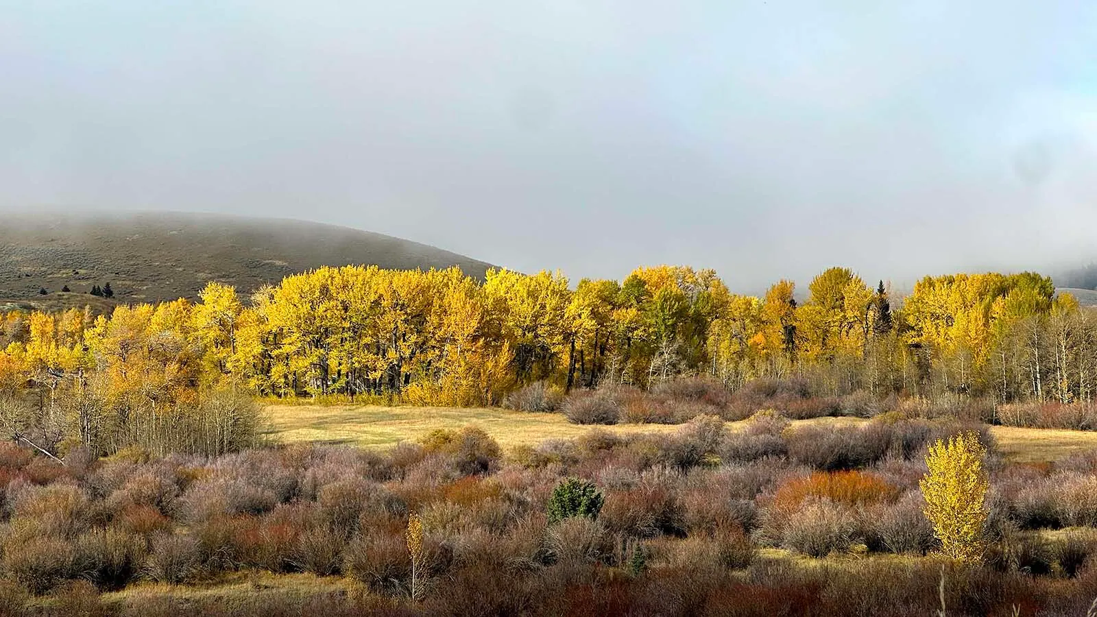 More Grizzlies Than Ever Are Showing Up On The B Bar Ranch | Cowboy ...
