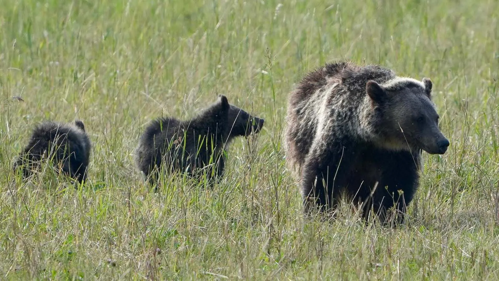 More Grizzlies Than Ever Are Showing Up On The B Bar Ranch | Cowboy ...
