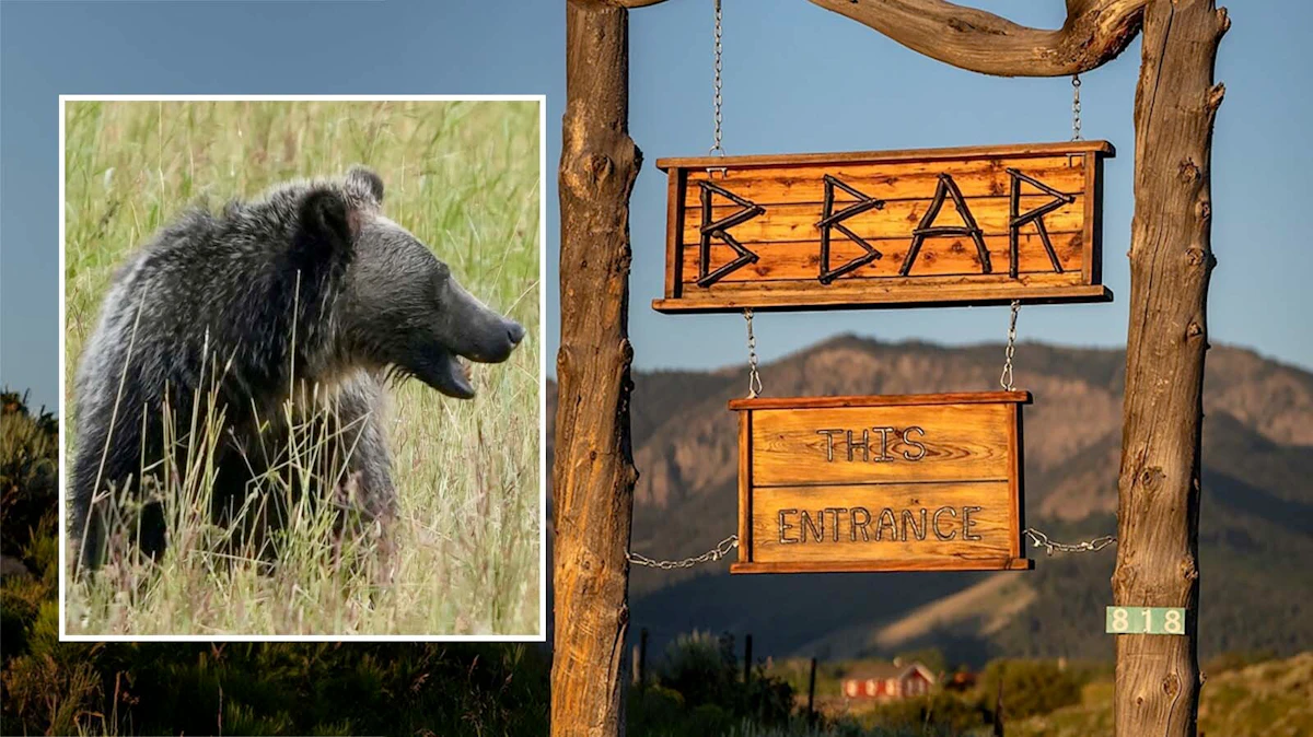 More Grizzlies Than Ever Are Showing Up On The B Bar Ranch | Cowboy ...
