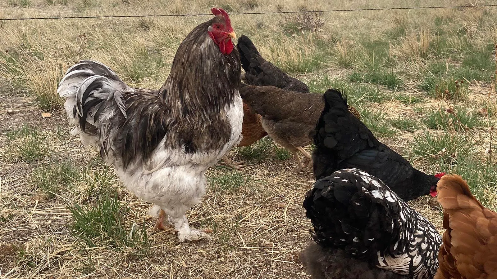 Roast Or Let Roost? What Should Backyard Chicken Owners Do With ...