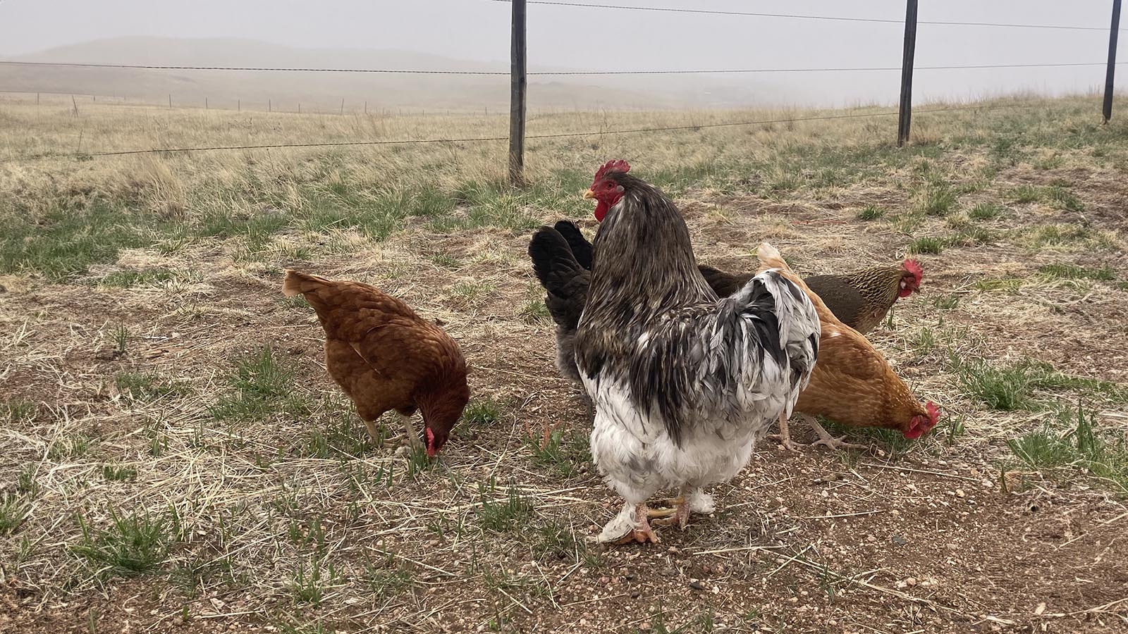 Roast Or Let Roost? What Should Backyard Chicken Owners Do With ...