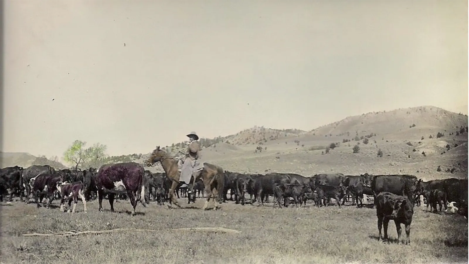 Wyoming History: The Adventures Of Sam Cremer, The Unluckiest Cowboy In ...