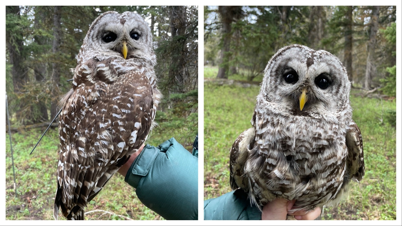 Federal Plan To Massacre Nearly 500,000 Owls To Save Other Owls Is Back ...