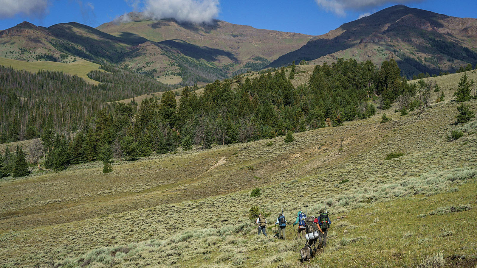 Wyoming’s Mysterious High Country Bats Focus Of 3-Year Census | Cowboy ...