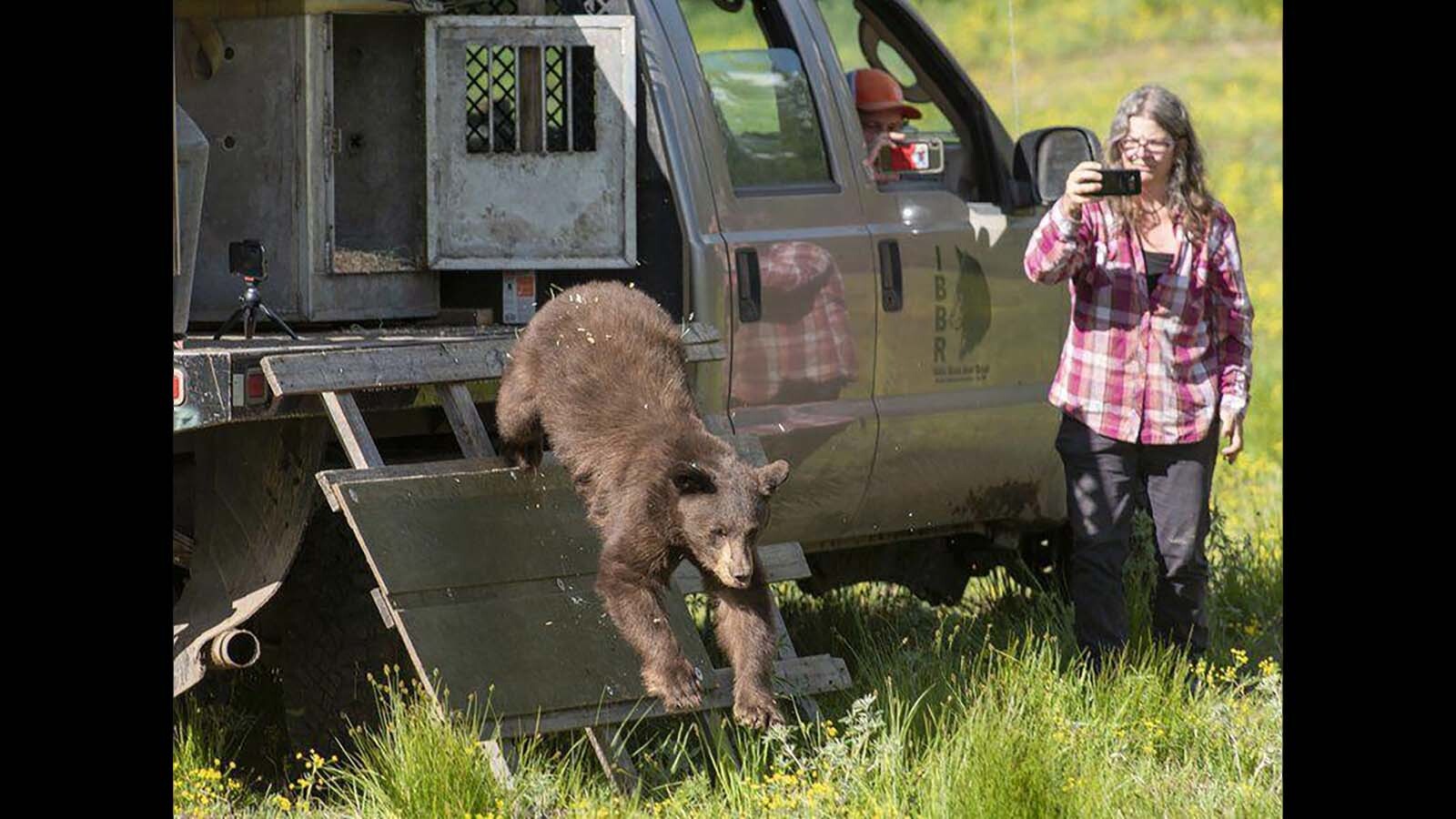 Bear Rescue Gives Wyoming Bruins ‘A Second Chance At Freedom’ | Cowboy ...