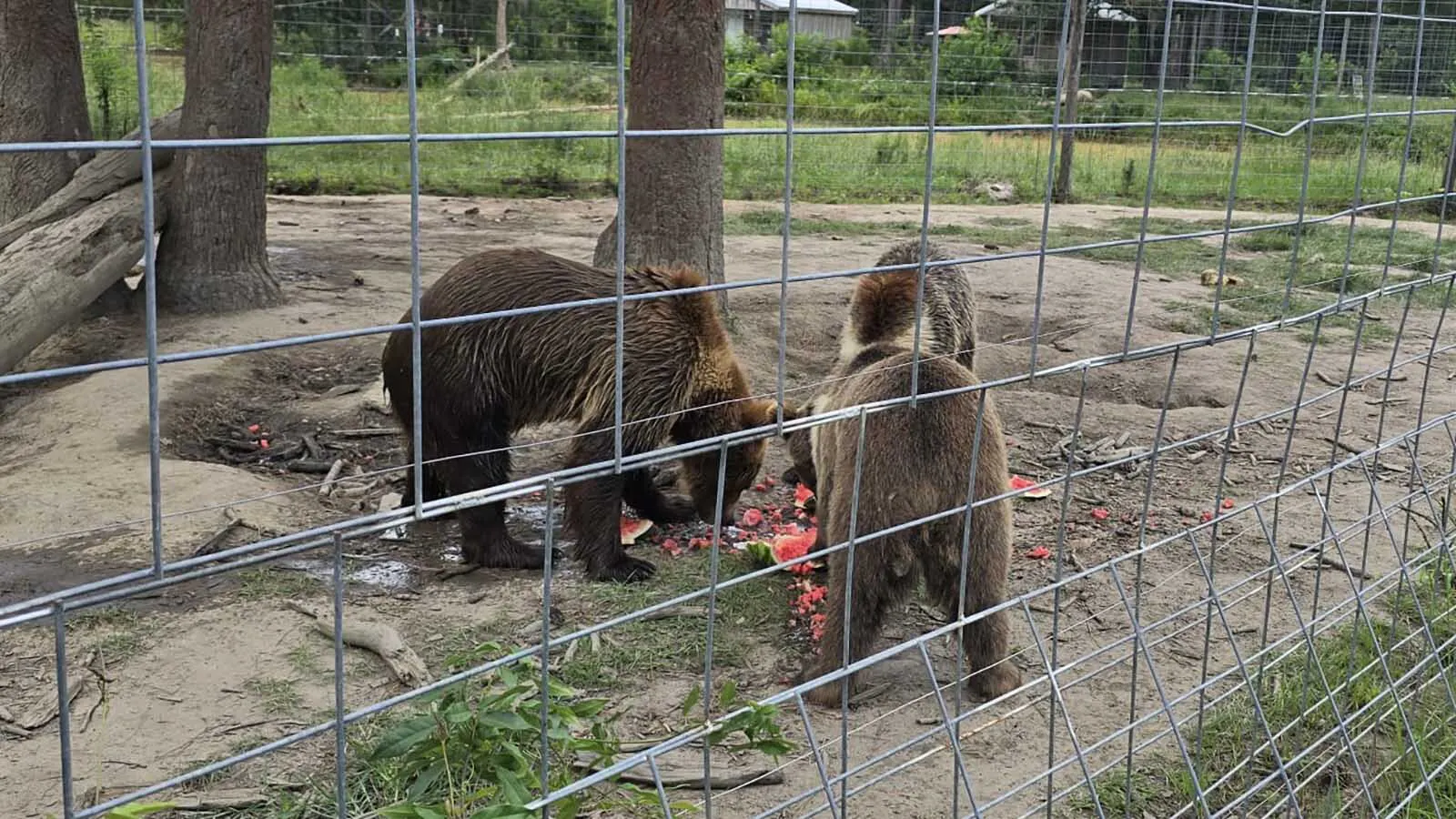 It’s Sweet Home Alabama For Bears On Southern ‘Grizzly Ranch’ | Cowboy ...