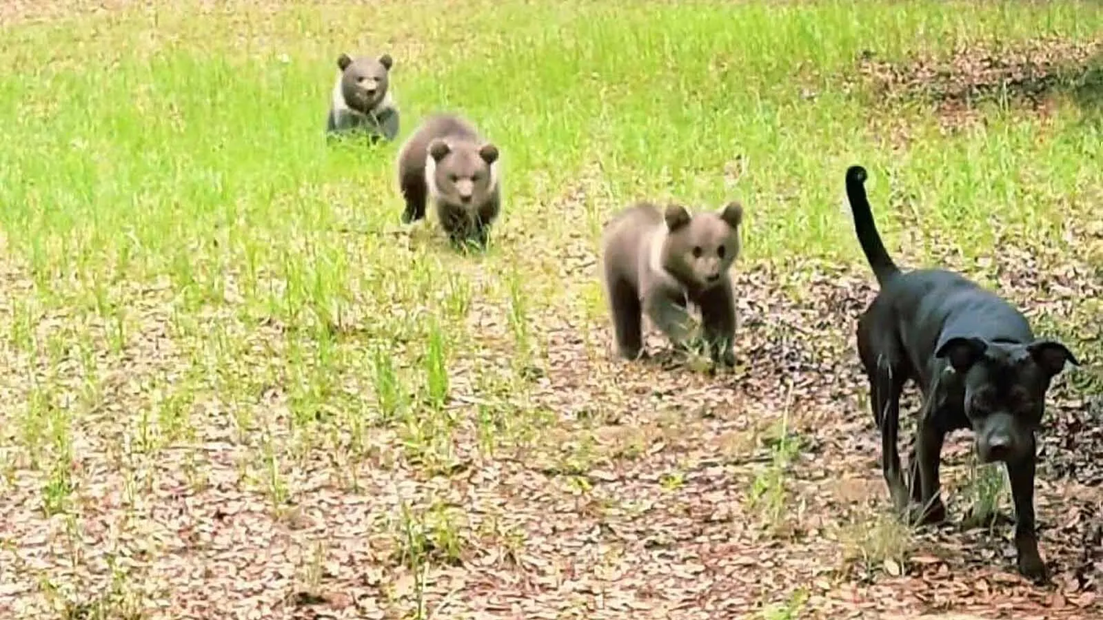 It’s Sweet Home Alabama For Bears On Southern ‘Grizzly Ranch’ | Cowboy ...