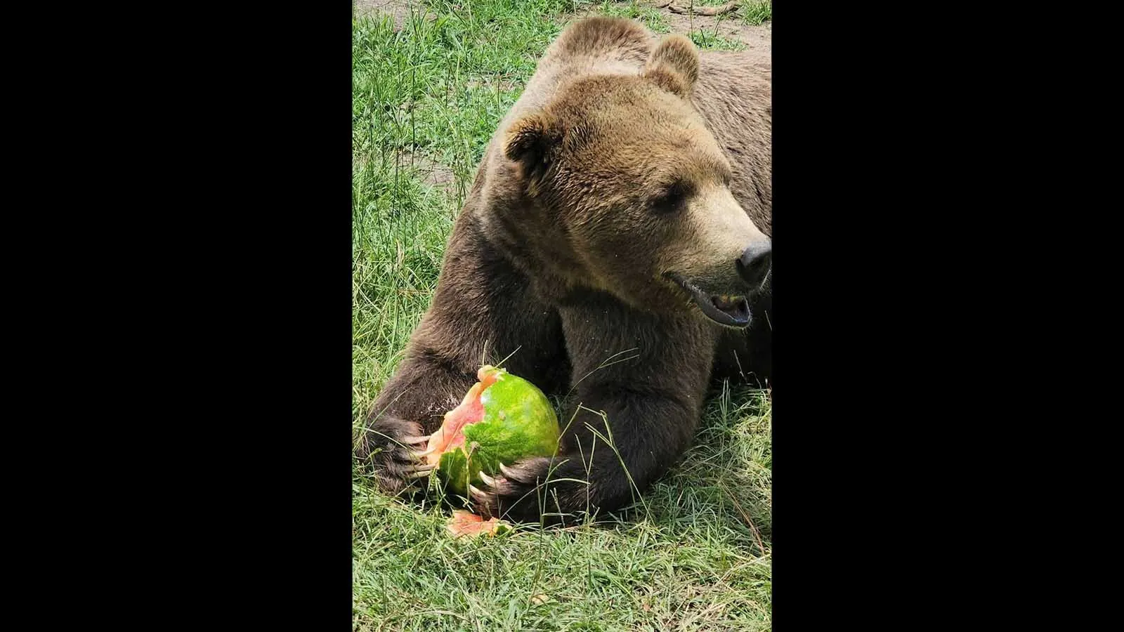 It’s Sweet Home Alabama For Bears On Southern ‘Grizzly Ranch’ | Cowboy ...