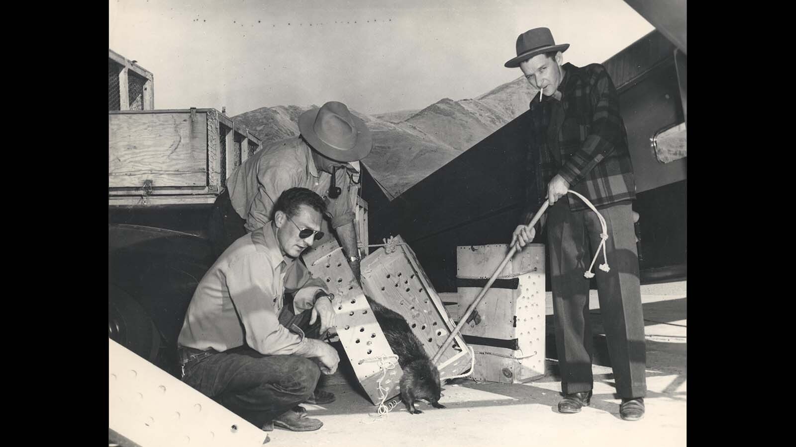 That Time Idaho Parachuted 76 Beavers Into Remote Wilderness | Cowboy ...