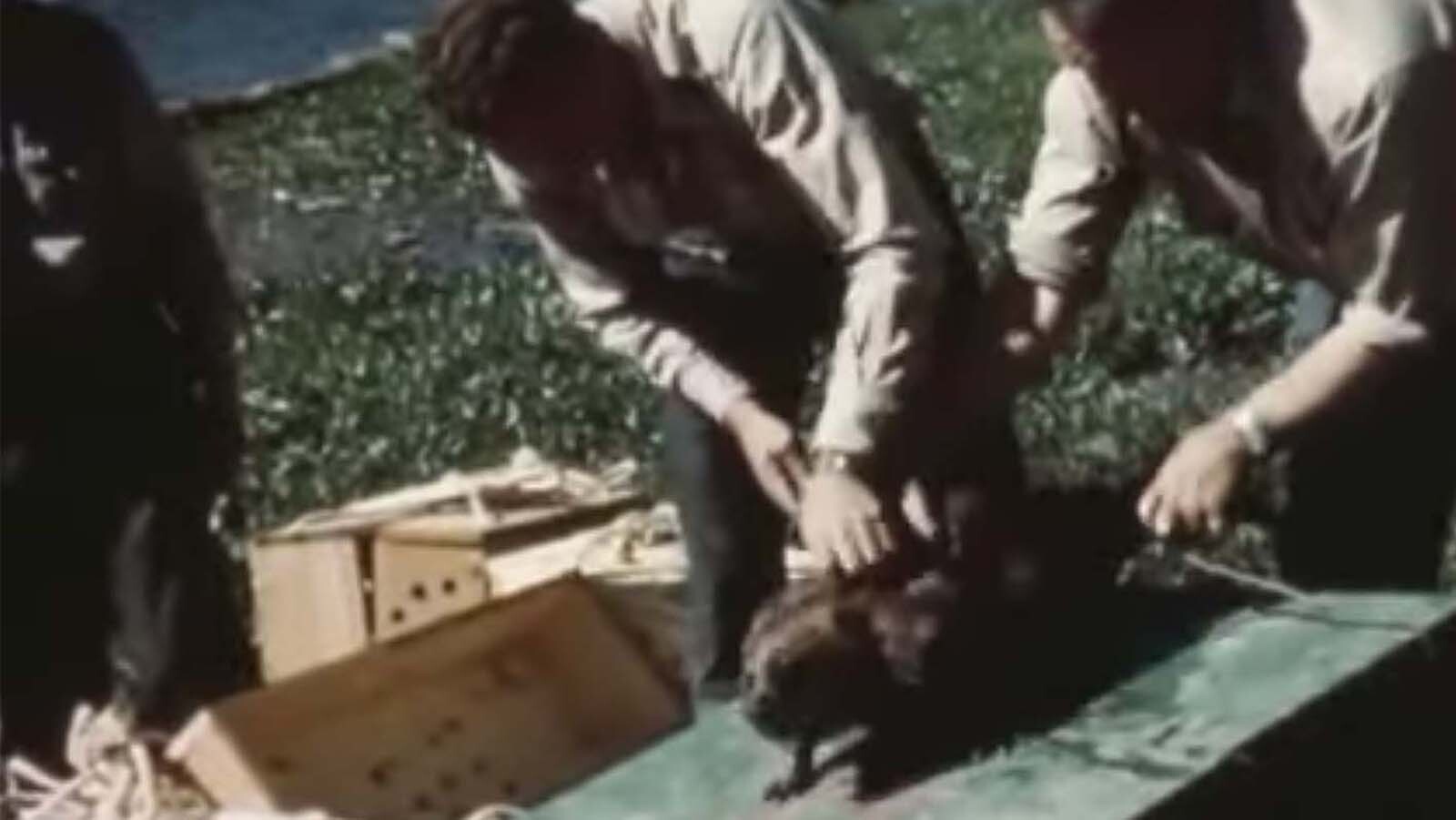 That Time Idaho Parachuted 76 Beavers Into Remote Wilderness | Cowboy ...