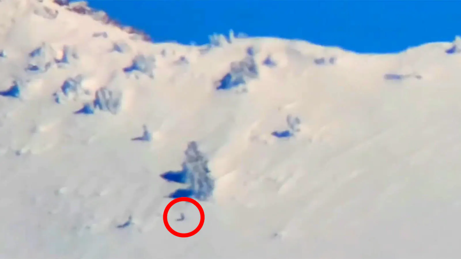 Bigfoot Hunters Die Searching For Sasquatch In Washington Forest ...