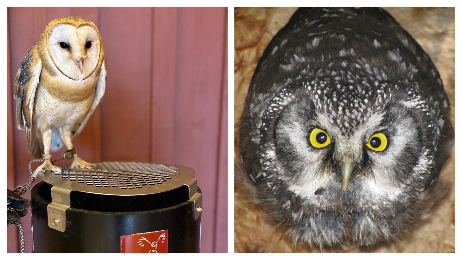 Poo-Poo Project Saves Wyoming Owls, Other Birds From Horrible Public ...