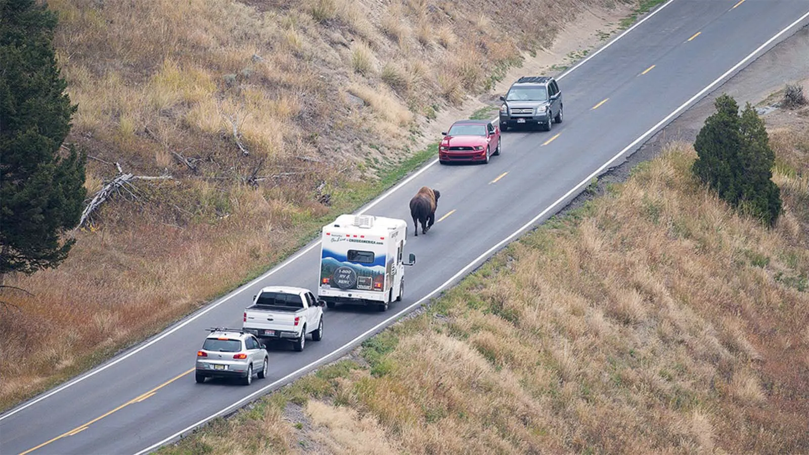 Exploring Wyoming: How To Navigate Through Yellowstone's Bison Jams ...