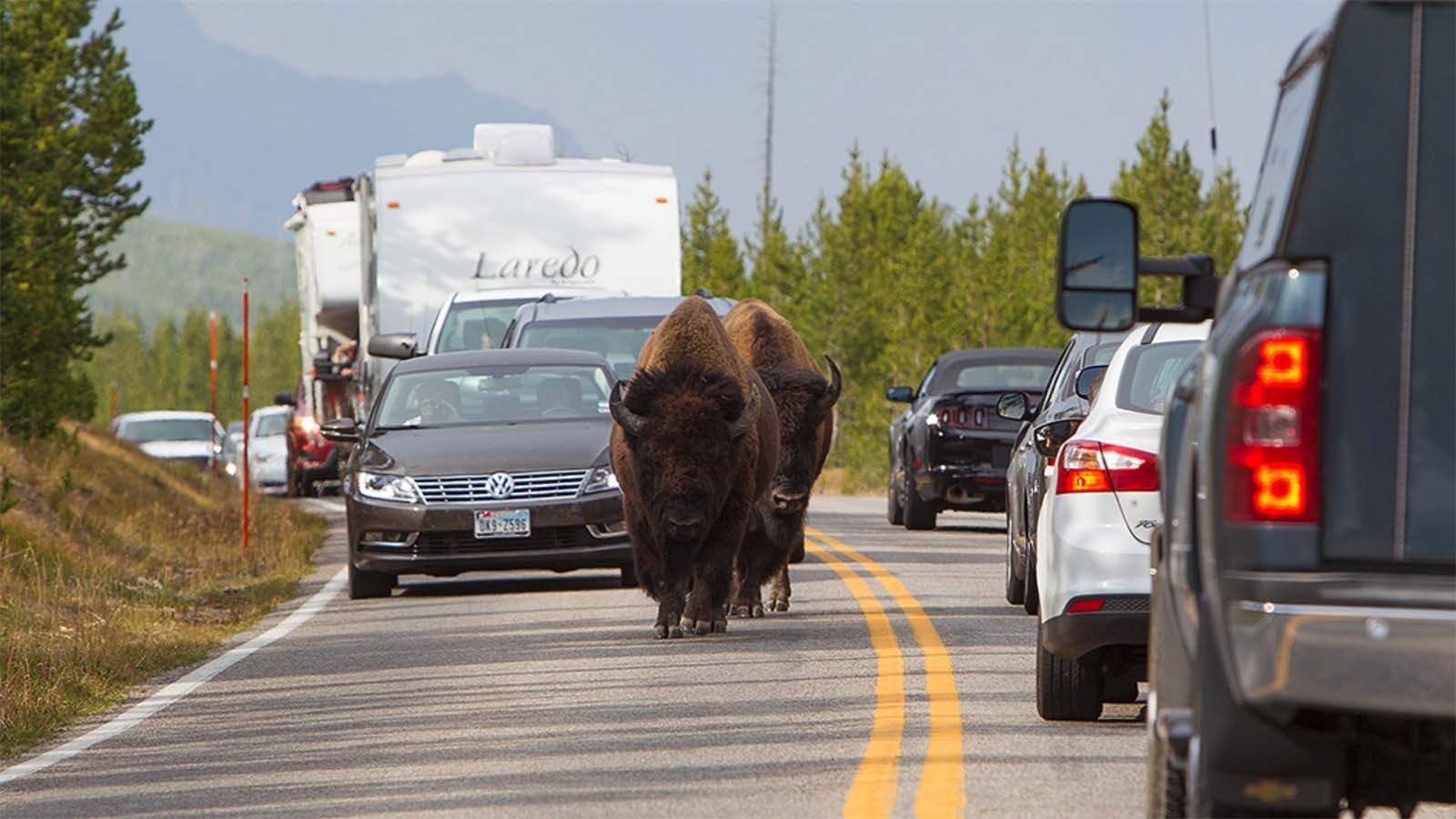 Exploring Wyoming: How To Navigate Through Yellowstone's Bison Jams ...