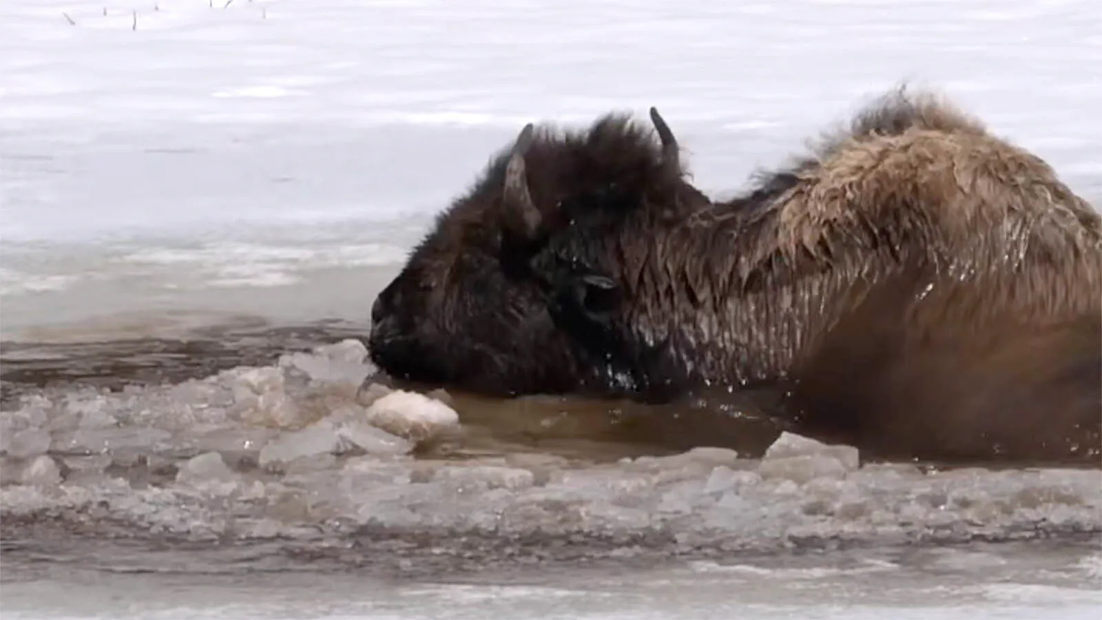 Yellowstone’s Blacktail Pond Is A Bison Death Trap, But A Buffet For ...