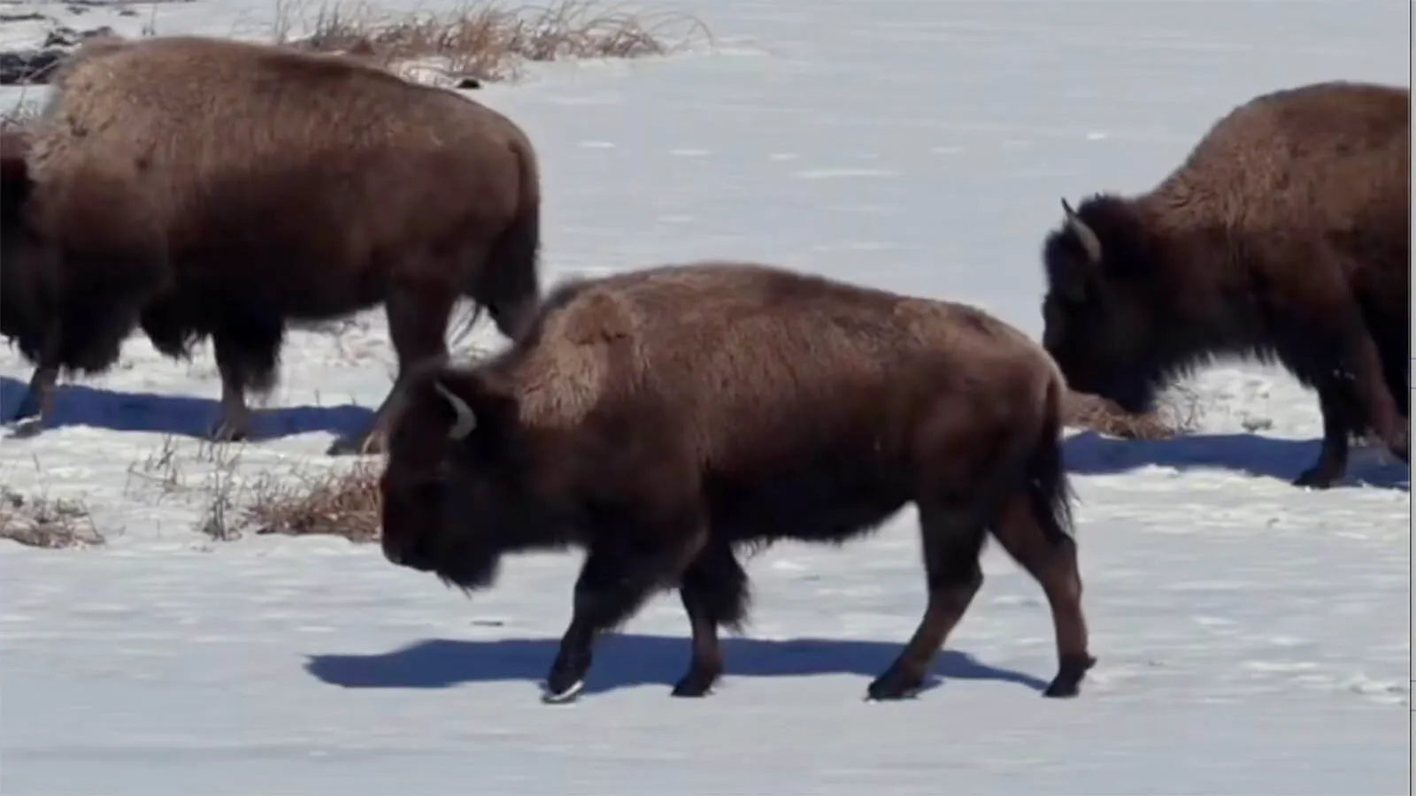 Yellowstone’s Blacktail Pond Is A Bison Death Trap, But A Buffet For ...