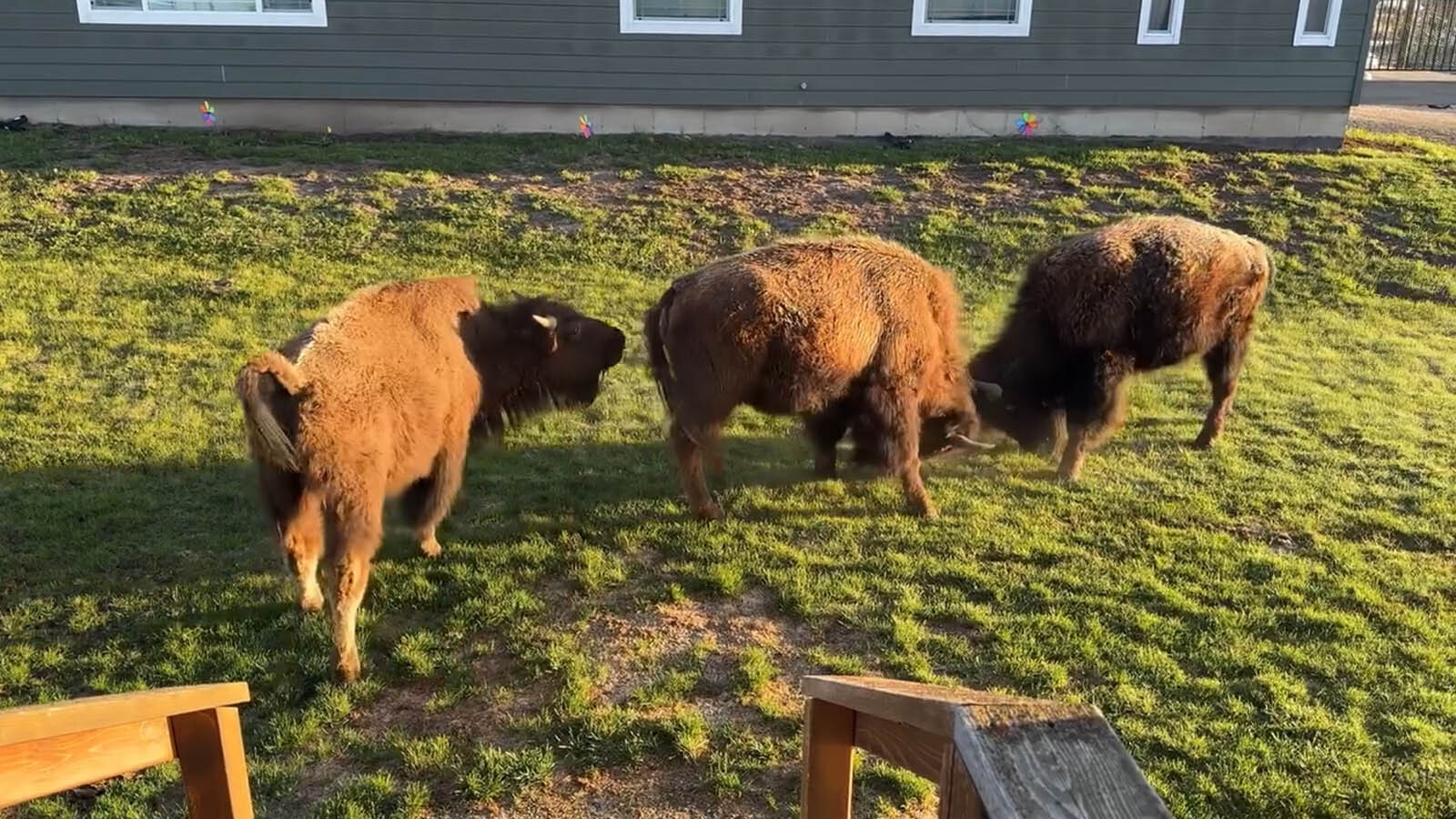 West Yellowstone Residents Share Their Homes With Herds Of Backyard Bison | Cowboy State Daily