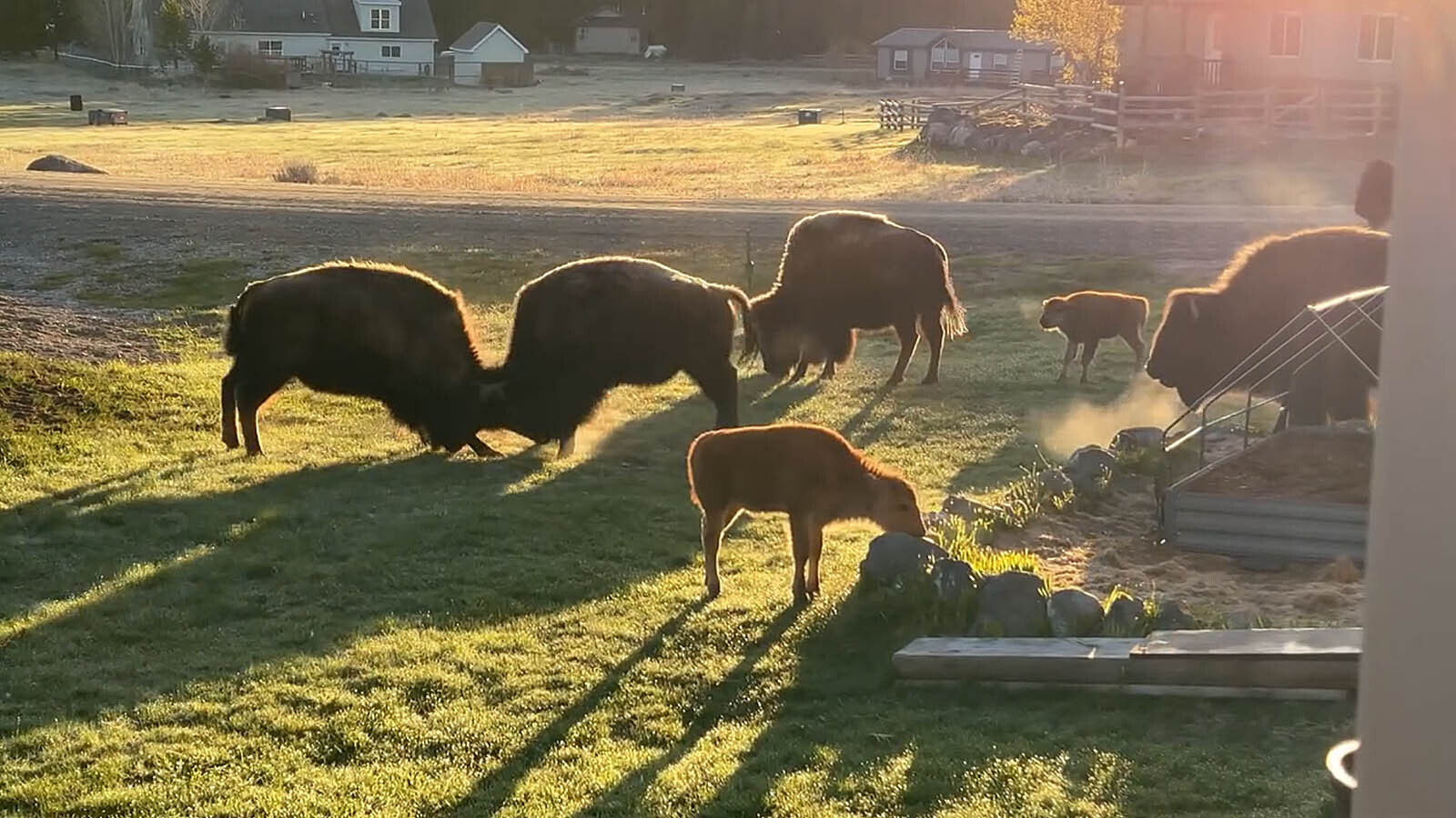West Yellowstone Residents Share Their Homes With Herds Of Backyard Bison | Cowboy State Daily