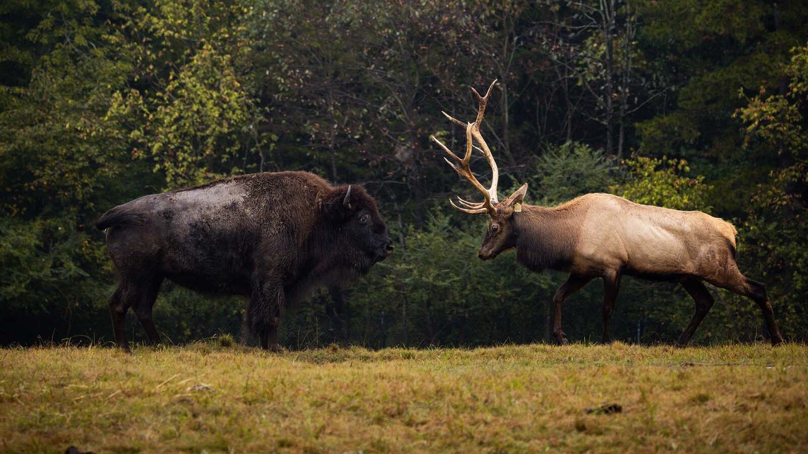 Who Wins When A Bull Elk Picks A Fight With A Bison? Depends On The ...