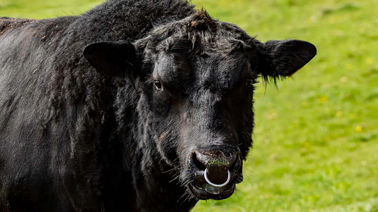 Wyoming Rancher Was At The Birth Of Certified Angus Beef — Drinking ...