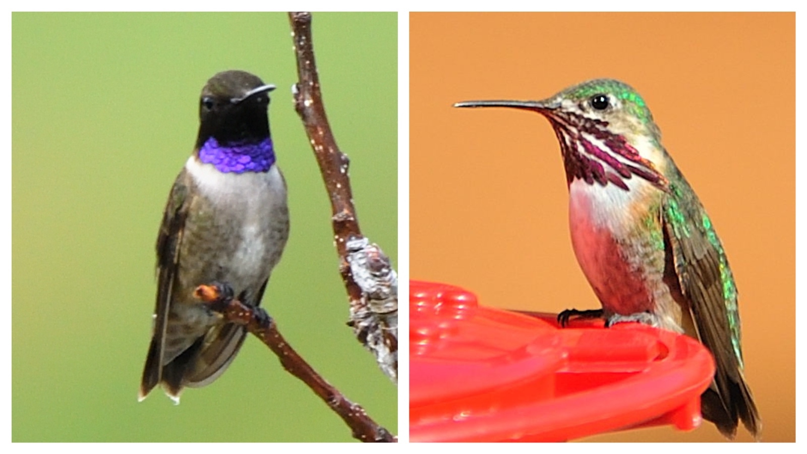Hummingbirds Return to Wyoming, Sucking Down Enough Sugar To Put A ...