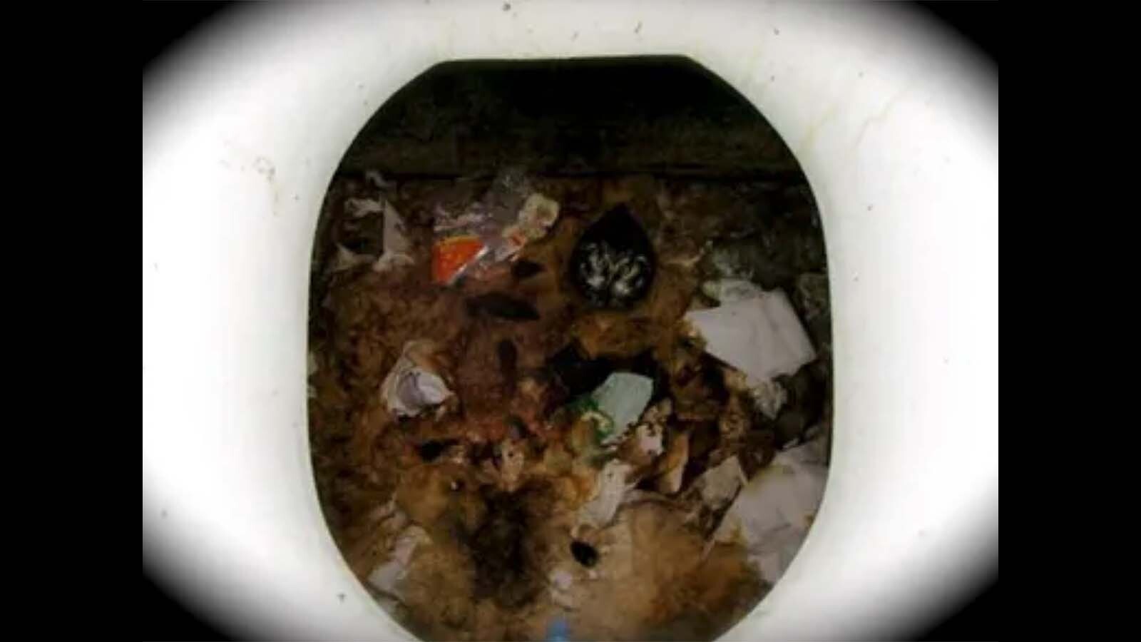 Poo-Poo Project Saves Wyoming Owls, Other Birds From Horrible Public ...