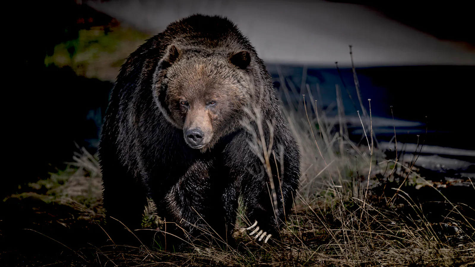 Meet 'The Boss,' Canada's Legendary 700-Pound, 28-Year-Old Grizzly Who ...