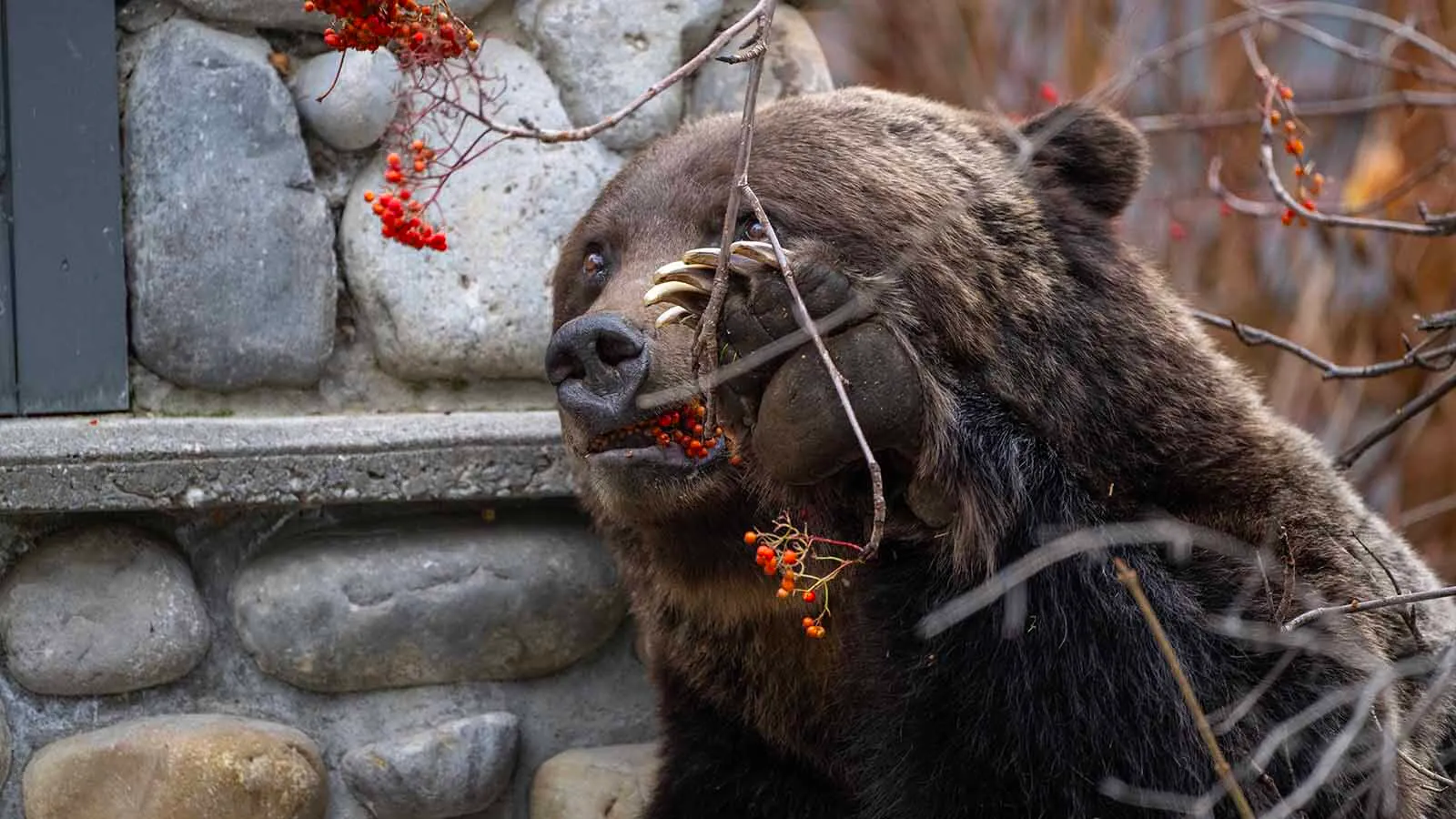 Meet 'The Boss,' Canada's Legendary 700-Pound, 28-Year-Old Grizzly Who ...