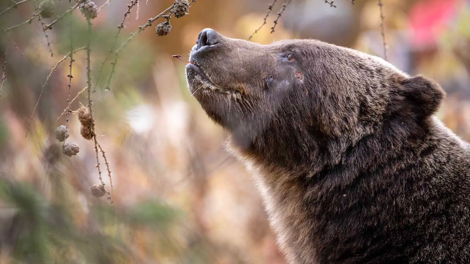 Meet 'The Boss,' Canada's Legendary 700-Pound, 28-Year-Old Grizzly Who ...