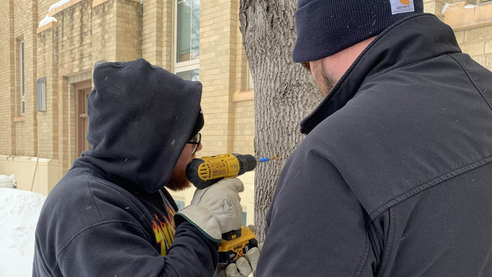 Trash To Treasure: Box Elders Could Drive A New Wyoming Maple Syrup Industry | Cowboy State Daily
