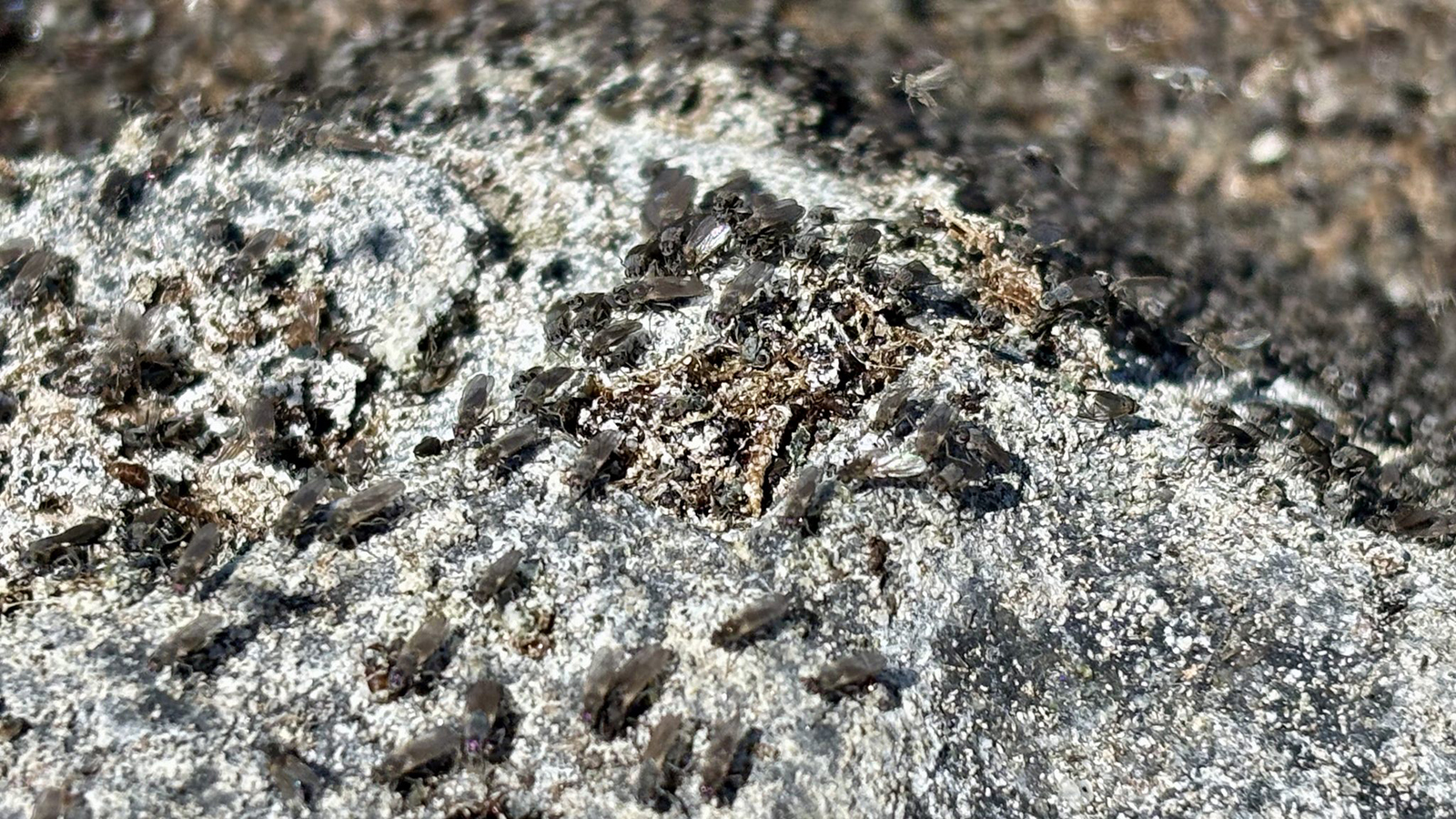The Great Salt Lake Is Swarming With Billions Of Brine Flies | Cowboy ...